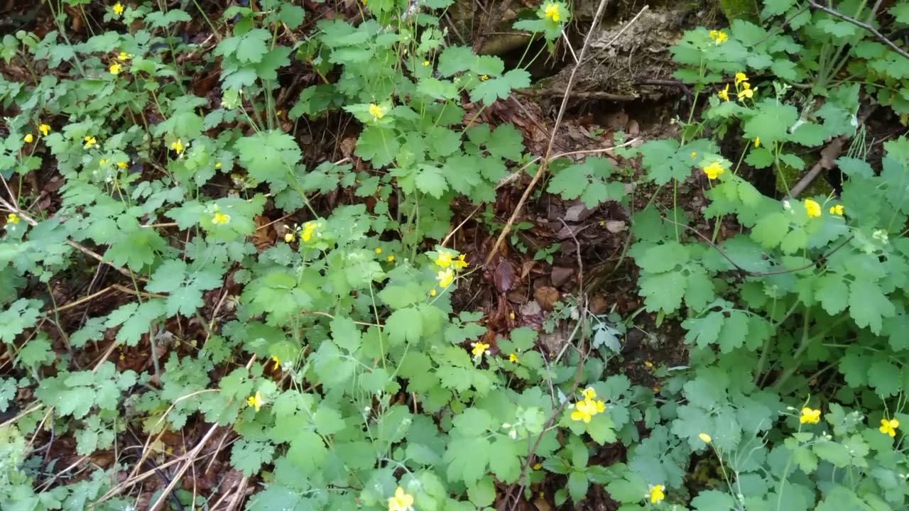 Lekovita trava RUSA za bradavice - YouTube