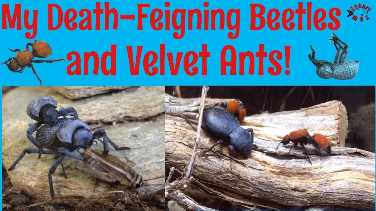 Death-Feigning Beetles and Velvet Ant Community Vivarium - YouTube