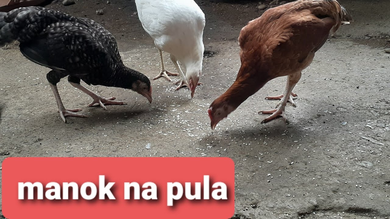 NATIVE CHICKEN (FEEDING) - YouTube