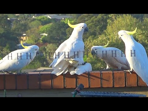 Sweet and Funny Cockatoo Love 2