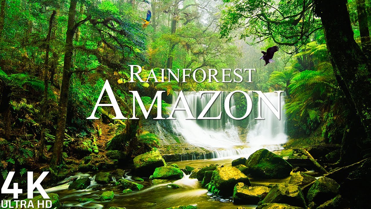 Amazon Rainforest 4K - Peaceful Piano Music & Calming Music with Jungle ...