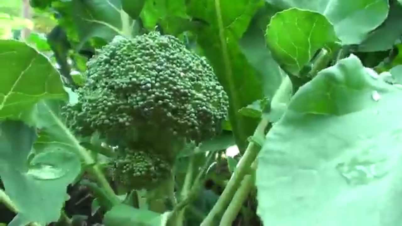 Broccoli Garden - What It Looks Like from Small - YouTube