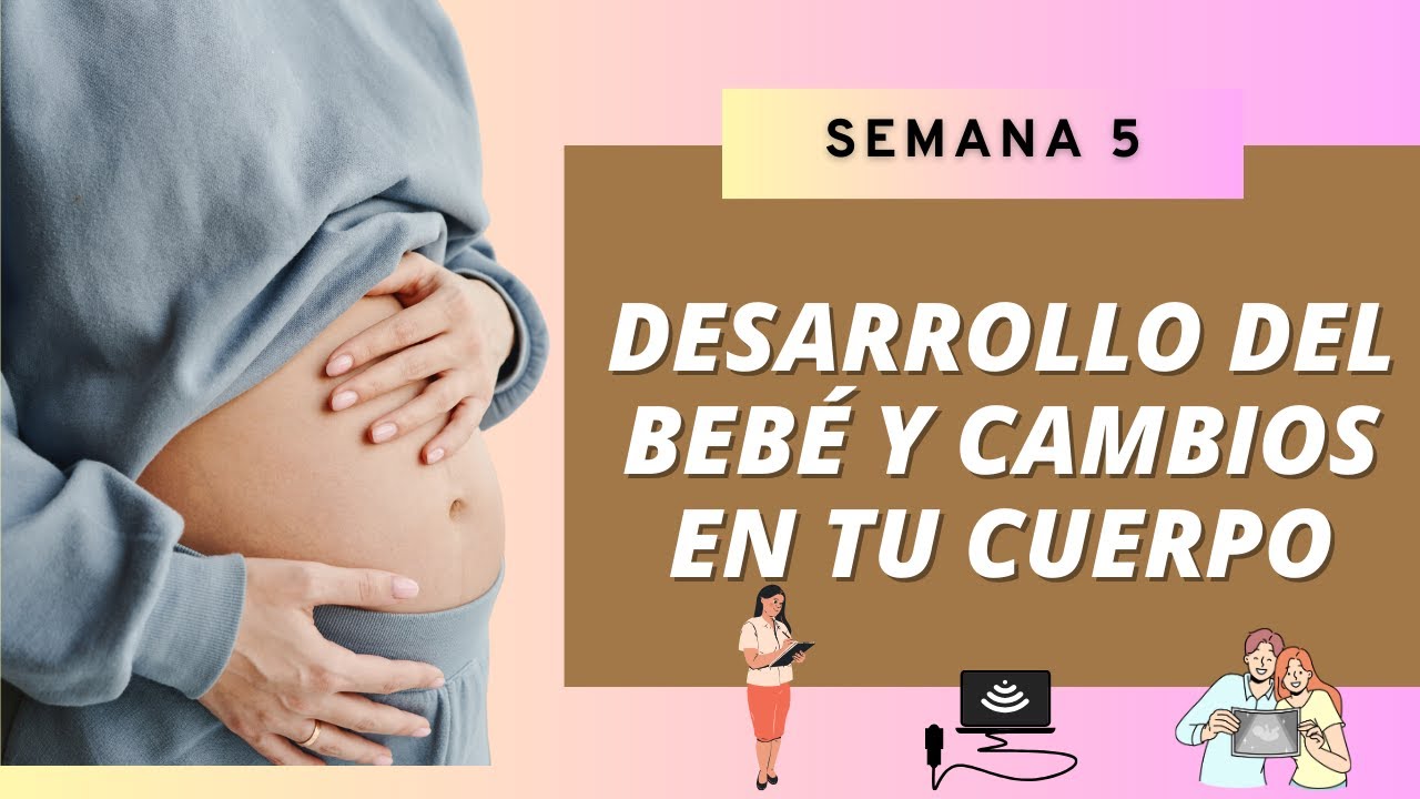 SEMANA 5 DE EMBARAZO: DESARROLLO DEL BEBÉ Y CAMBIOS EN TU CUERPO 👶🏻🤰🏻 ...