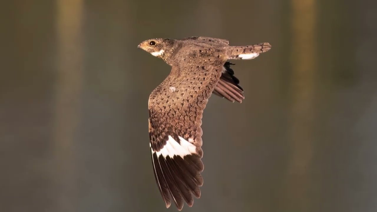Great Horned Owl on the Hunt at night| रात के शिकारी पक्षी |hunter ...