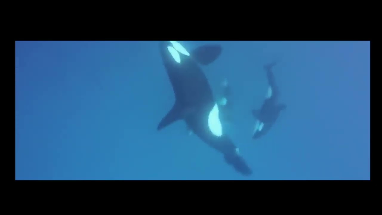 Orca Vs. Tiger Shark - YouTube