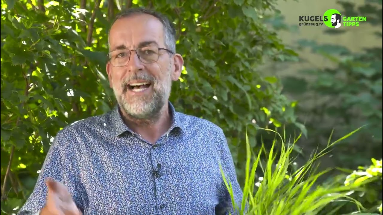 Japanwaldgras - Staude des Jahres. Gartentipps von Volker Kugel - www ...