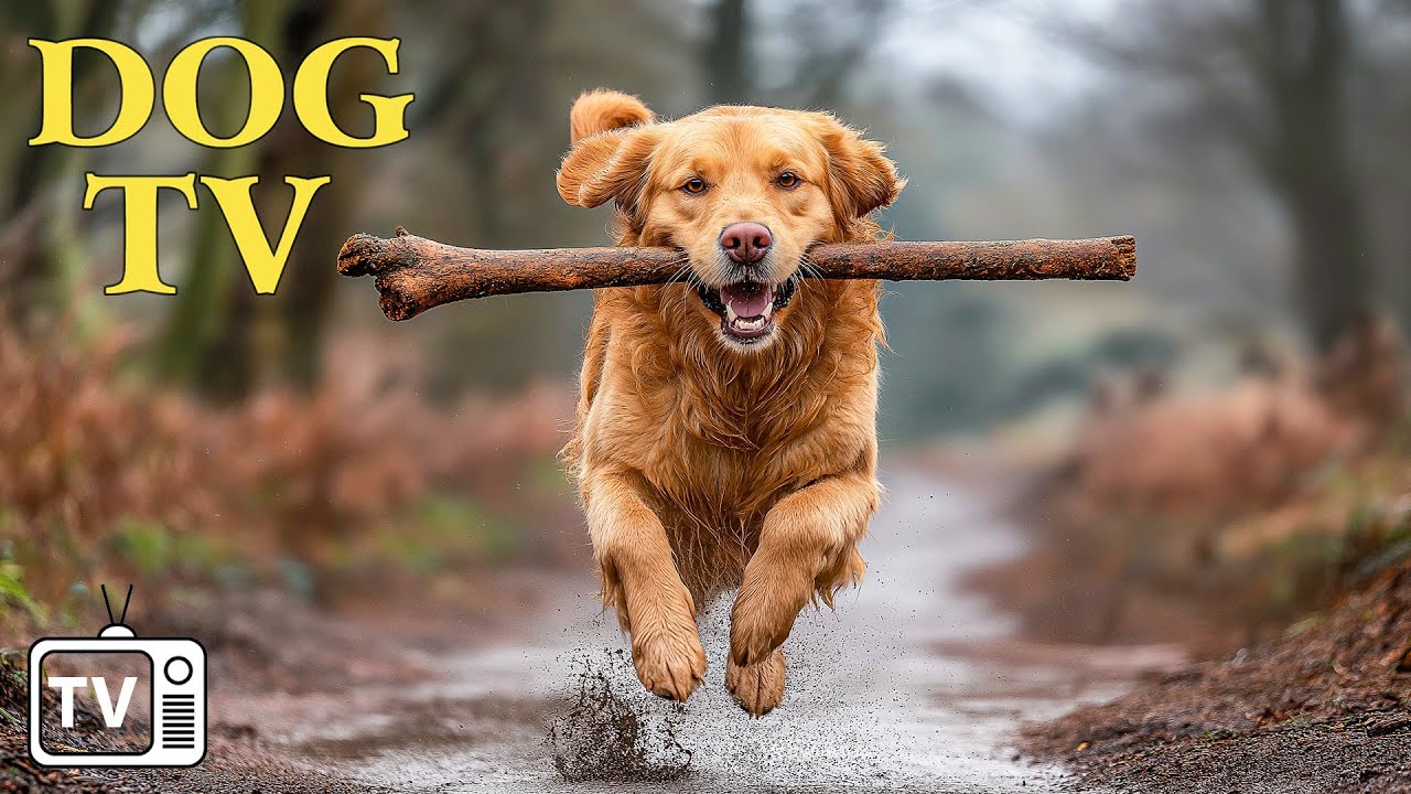 DOG TV: Best Video Entertain Help Reduce Anxiety For Your Dogs + Deep ...