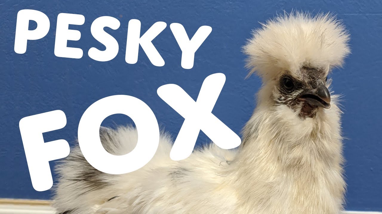 Weekly Update: The Girls Pictures, Silkies New Area, and a Pesky Fox ...
