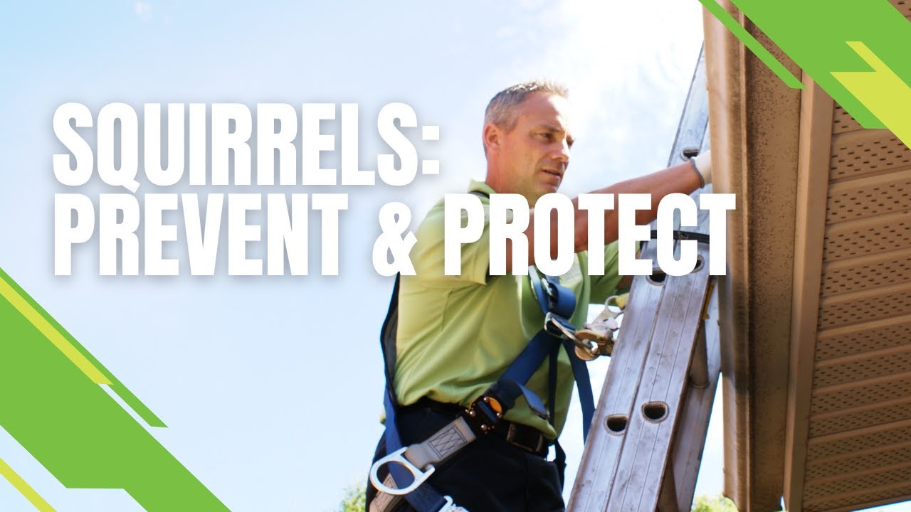 Squirrels - Prevent & Protect - Skedaddle's Three Step Process - YouTube