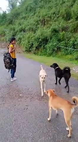 sbsbe pyar hote h ye bejuban, Street Dogs 🐕 - YouTube