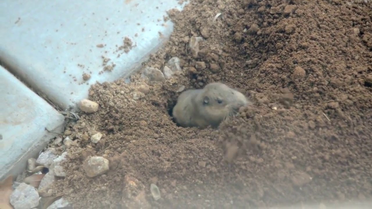 Pocket Gopher Experts, Facts and The Gopher Getters, Since 1966 - YouTube