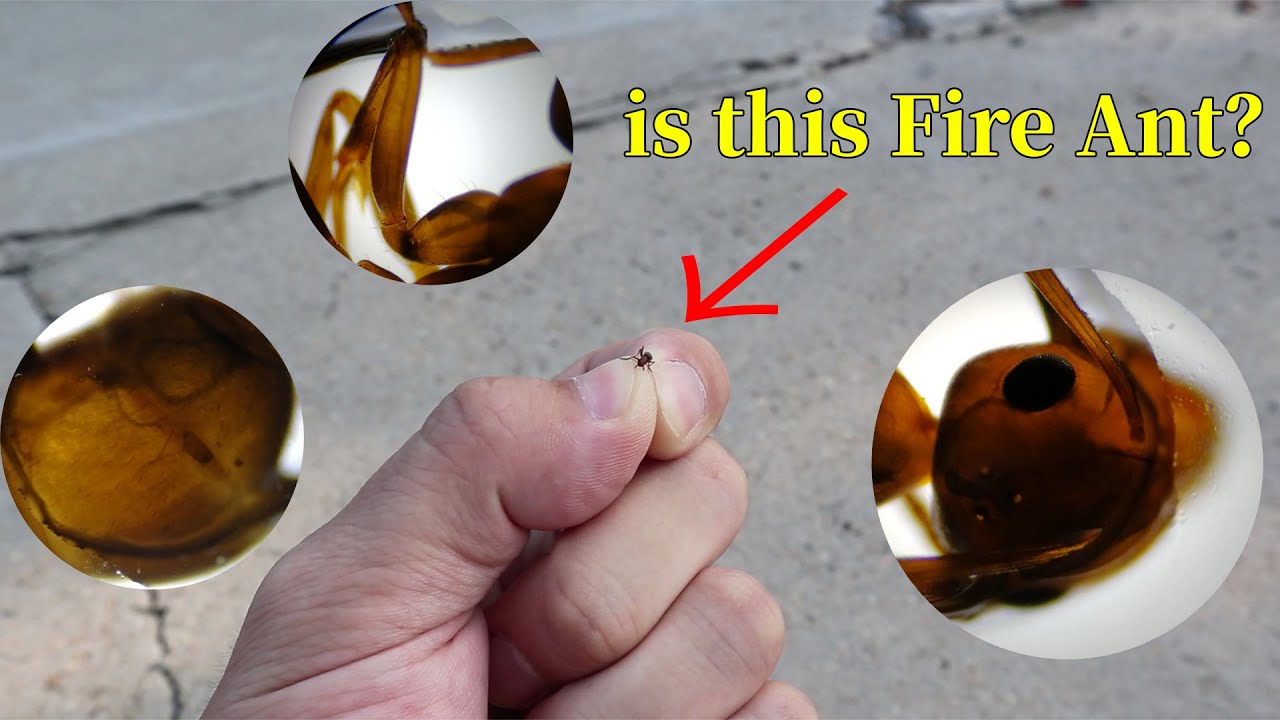 How red ant looks under microscope? is this fire ant? - YouTube