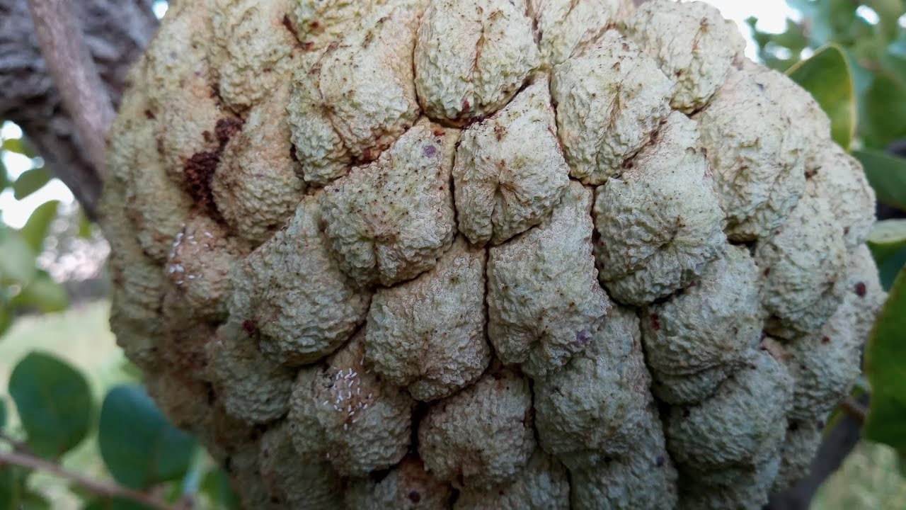 Quem ai conhece esse fruto do cerrado? aqui nós conhecemos como articum ...