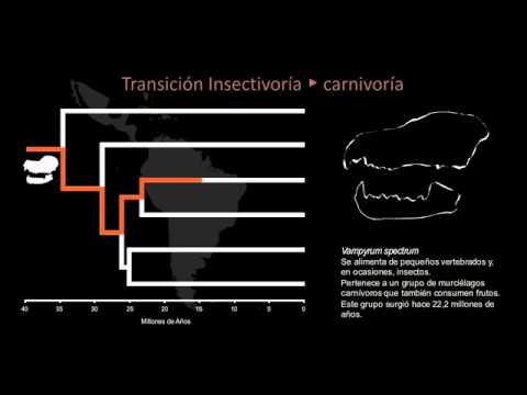 Evolution of cranial morphology in phyllostomid bats(...) - YouTube