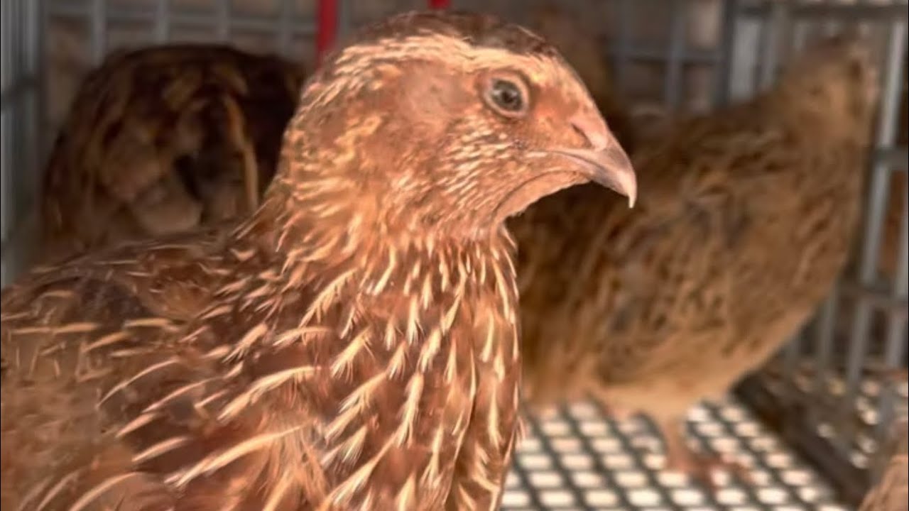 El mejor sistema de cría de codorniz casero - YouTube