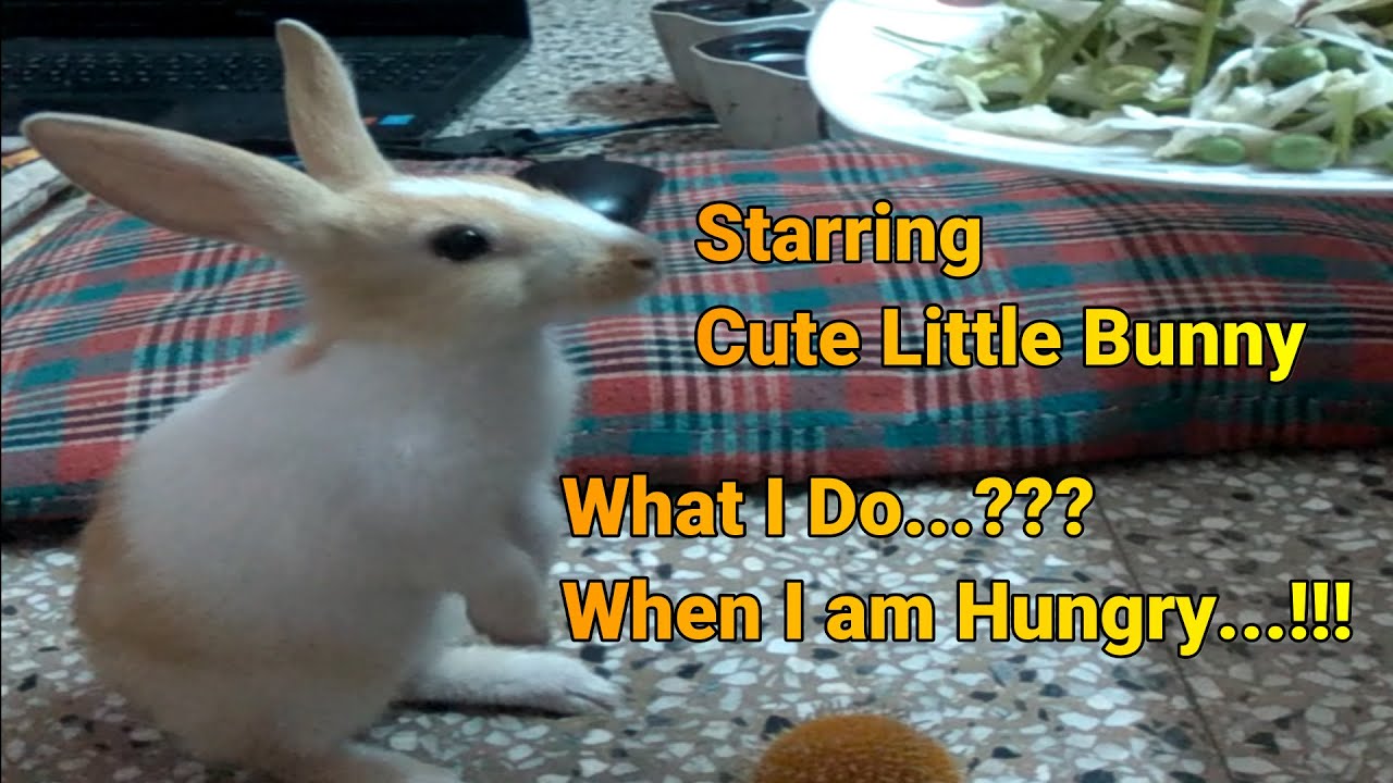 Cute Little Bunny in Hunger | Cute Bunny | Cuteness Overloaded ...