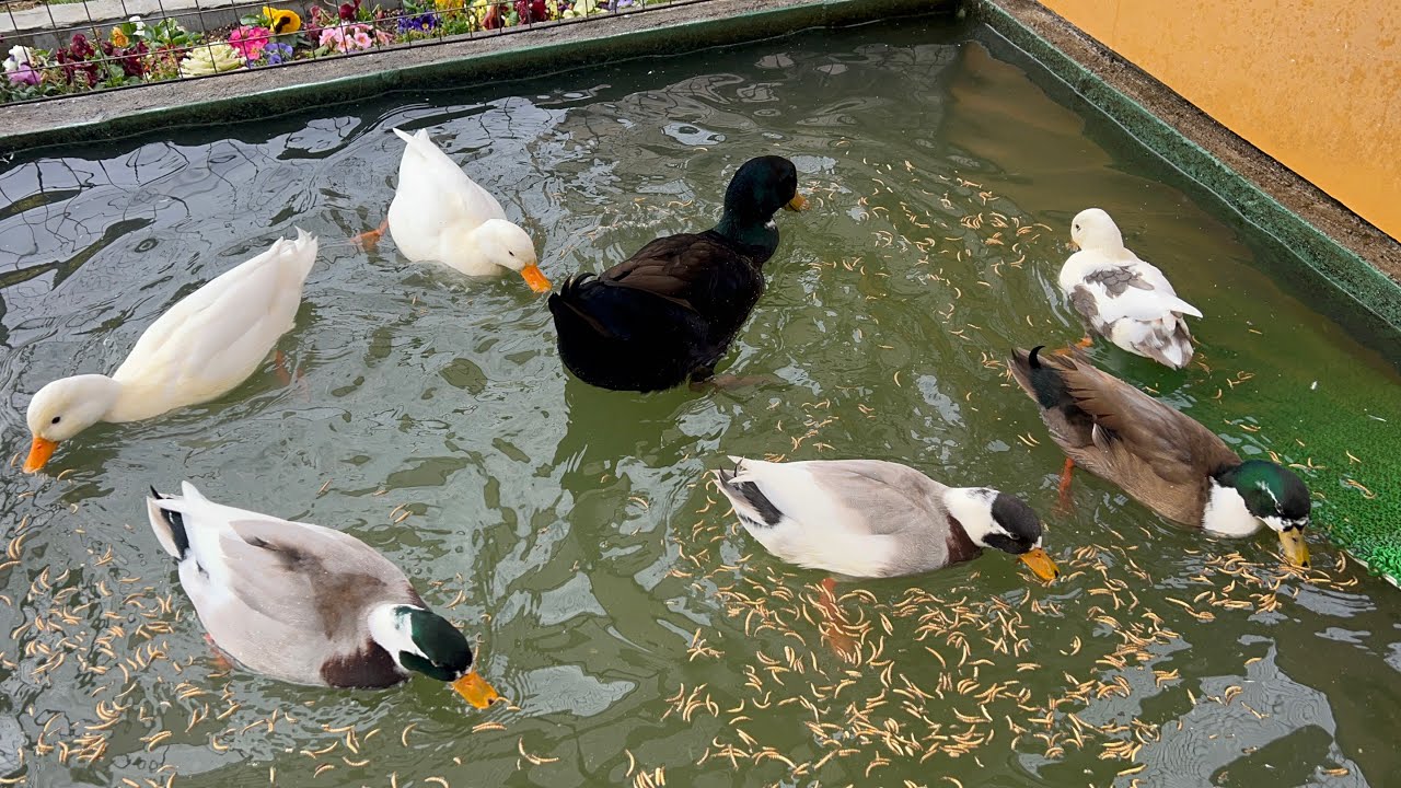 【Call duck】コールダック - YouTube