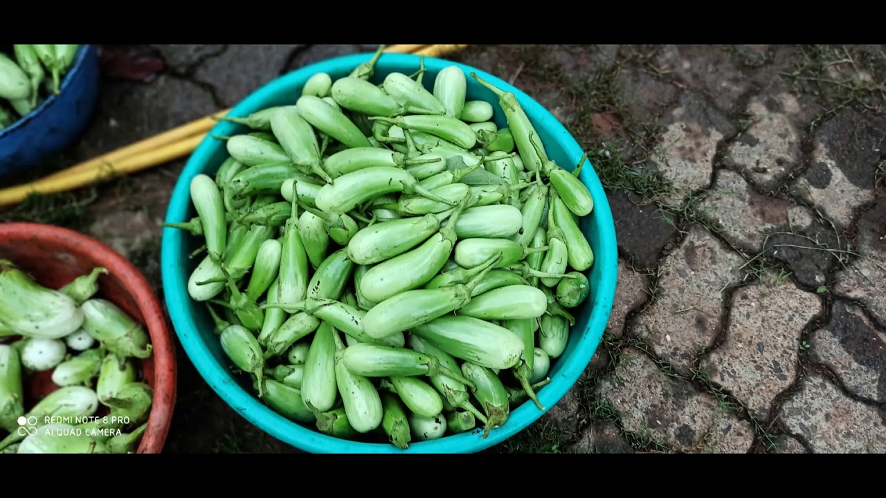 Life at panchavati - YouTube