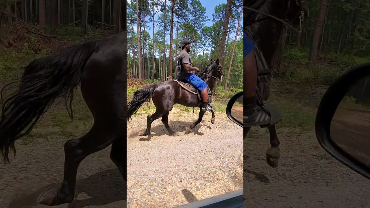 Half Standardbred Half Walker - YouTube