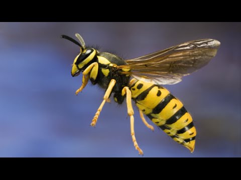Wasps - YouTube