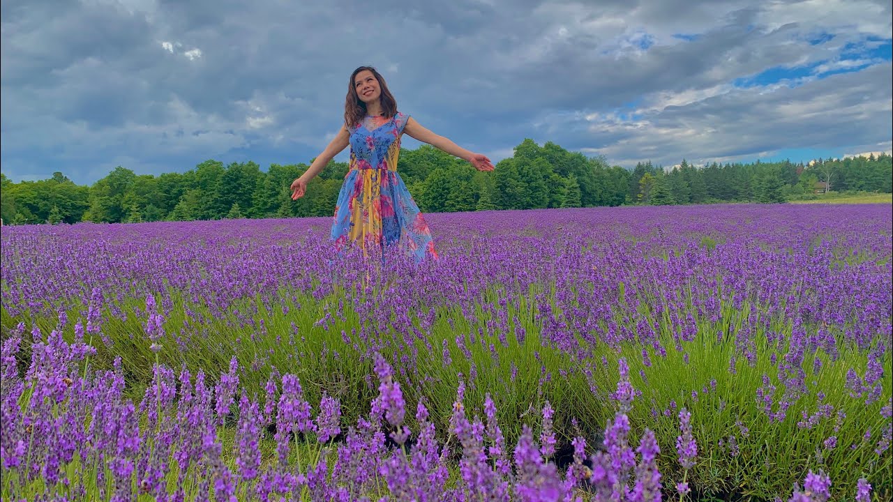 Lavender Farm Washington Island - YouTube