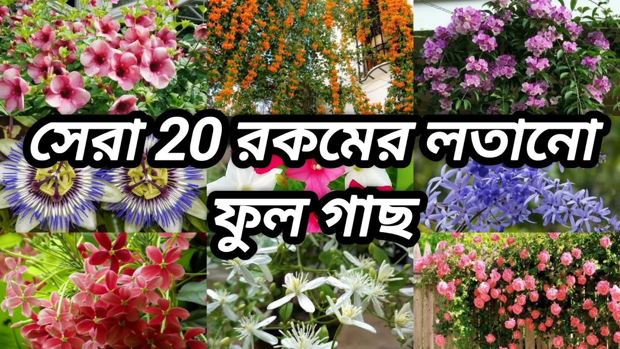 সেরা 20 রকমের লতানো ফুলগাছ||Top 20 Flowers Plants||প্রচুর ফুল পেতে ...