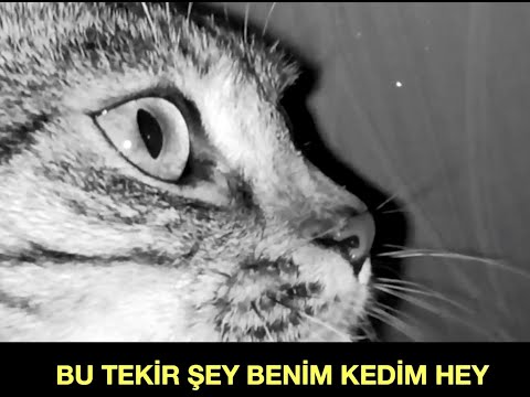 BU TEKİR ŞEY BENİM KEDİM - TÜRKÇE ALTYAZILI