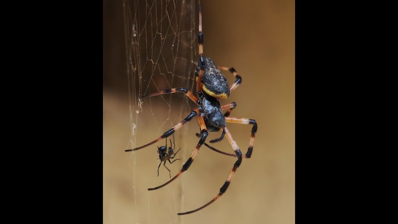 Minha Pet/Aranha Maria Bola se alimentando - YouTube