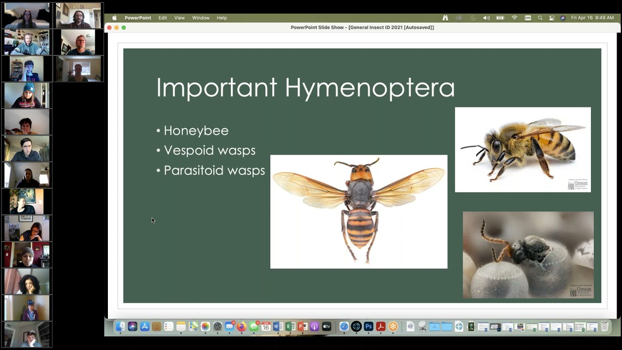 Basic Intro to Entomology - YouTube