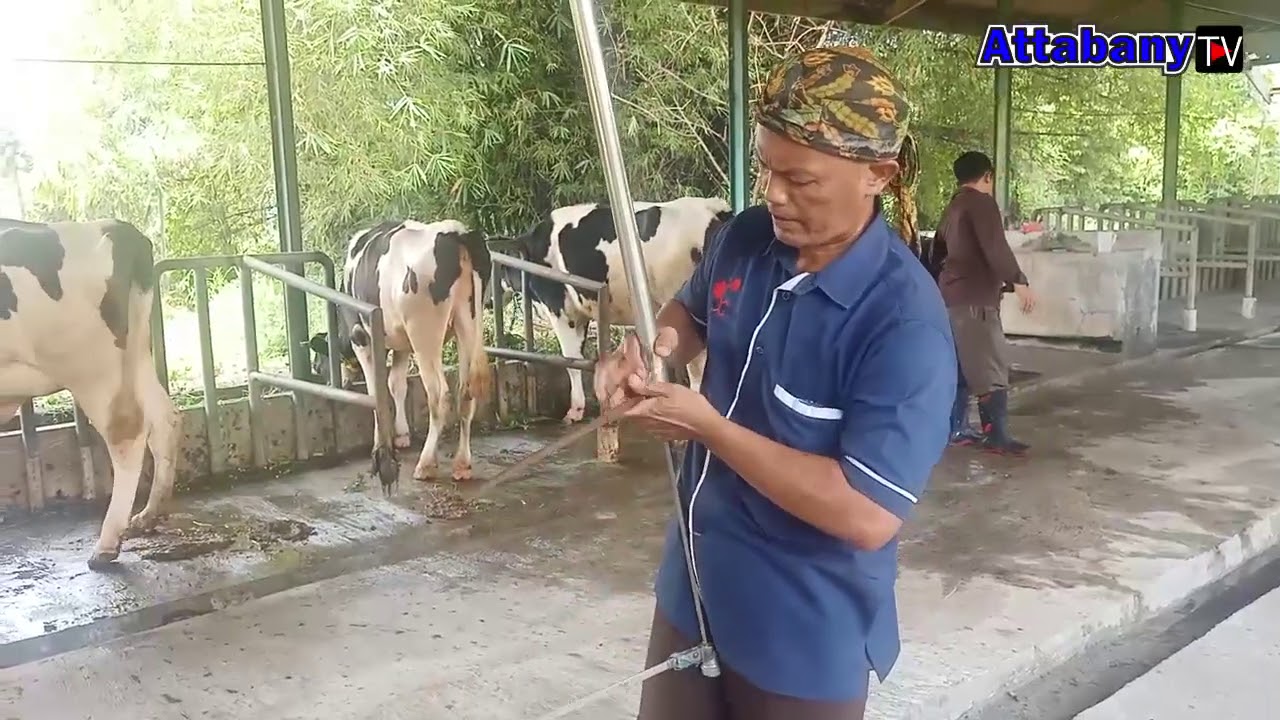 cara mengukur tubuh sapi - YouTube