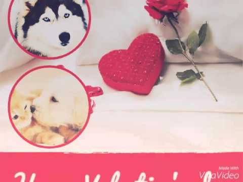 immagini di cani carinissimi - YouTube