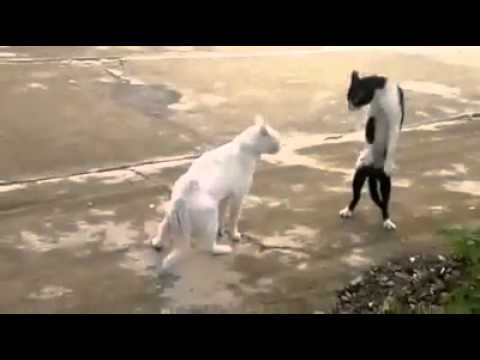 Kedi kapışması 😂😂