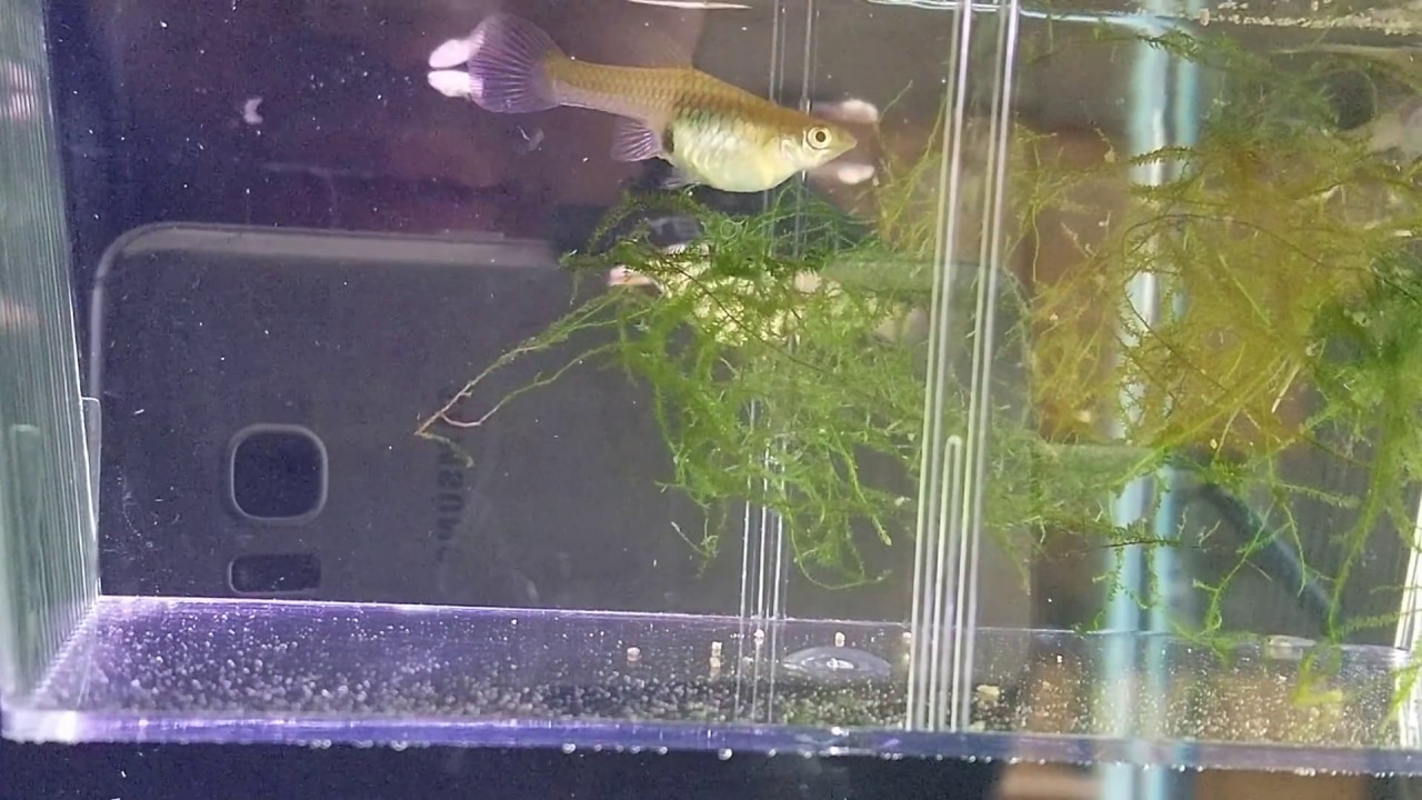 Pregnant Endler Giving Birth - YouTube
