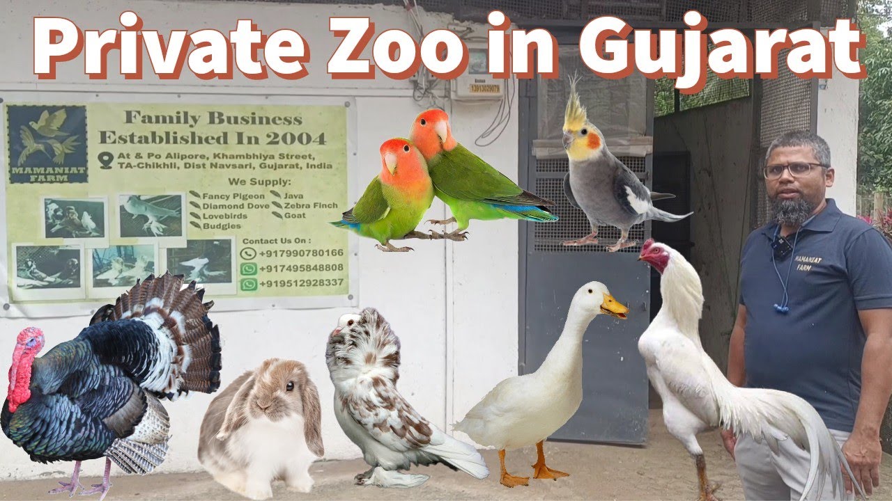 Private Zoo in Navsari Gujarat | Fancy pigeons farm, Aseel Chicken farm ...