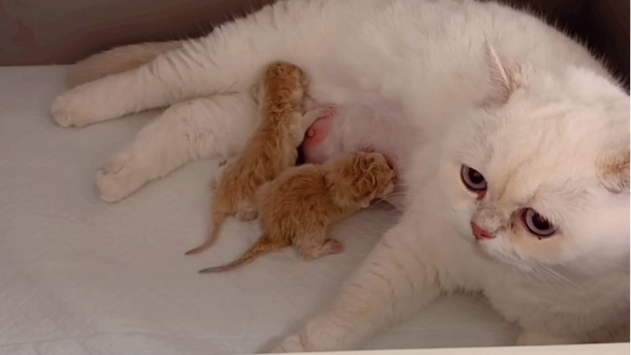 Cute mama cute babies 🫣 - YouTube