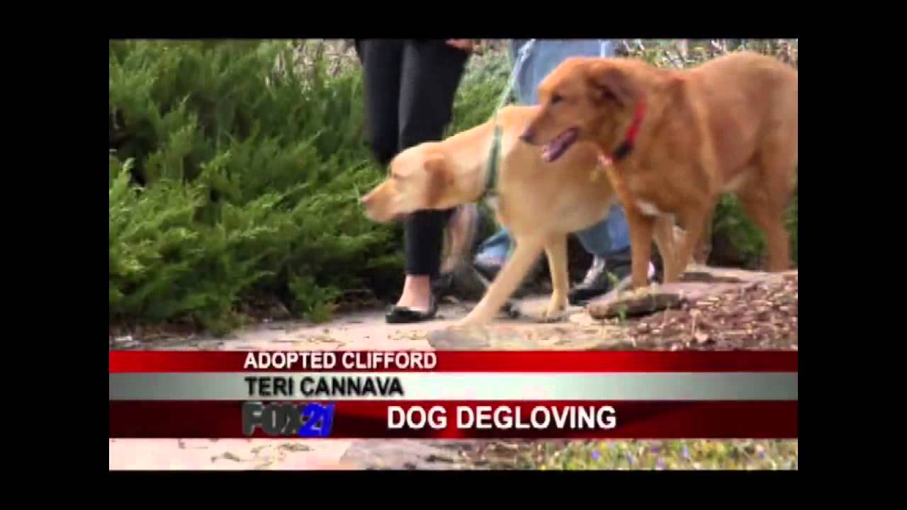 Dogs riding in trucks face possible degloving - YouTube