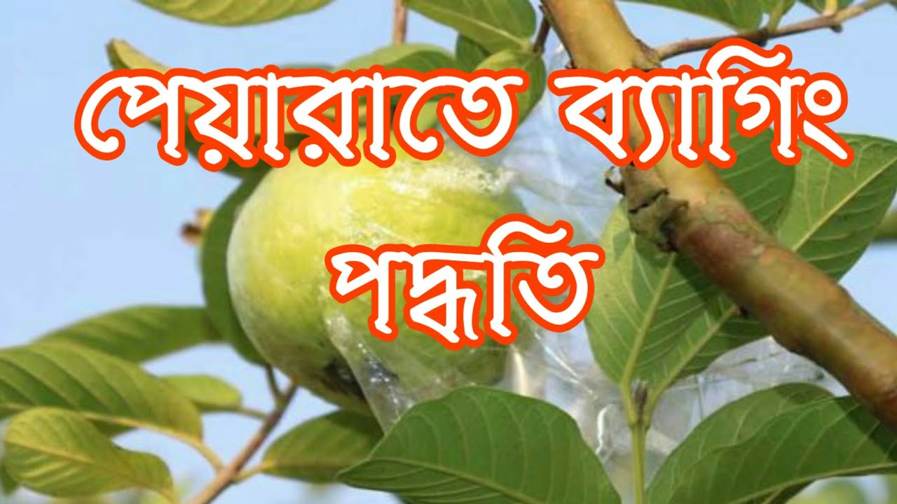 fruit bagging method ফল ব্যাগিং করা - YouTube
