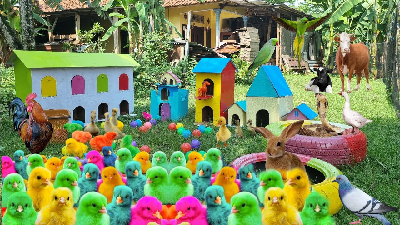 Menangkap Ayam lucu, Ayam warna warni, Ayam rainbow, Bebek, Angsa ...