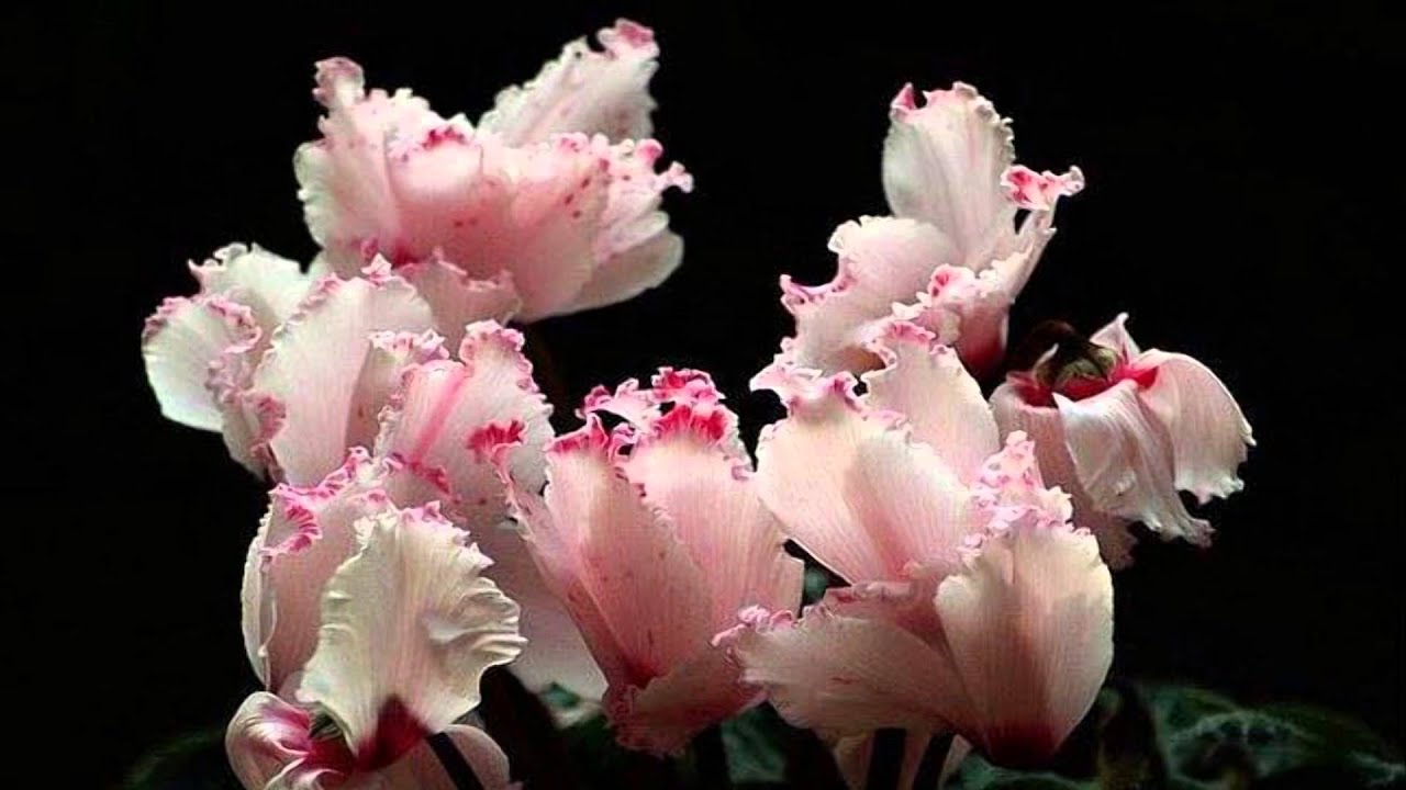 Cyclamen flower (HD1080p) - YouTube