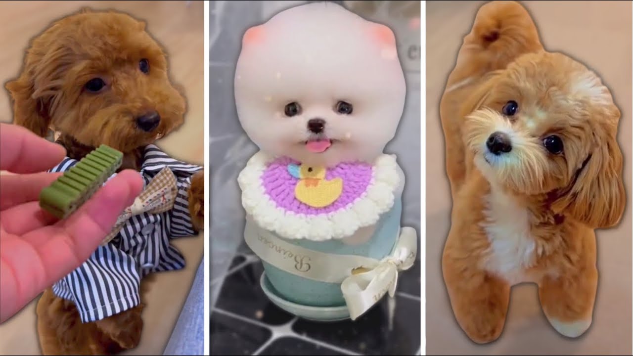 Cute and Funny Dog and Puppy Video Compilations You'll Love 🐕 - YouTube