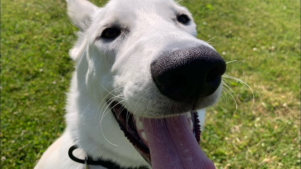 Kyoti - 6mo German Shepherd 2 week board and train - YouTube