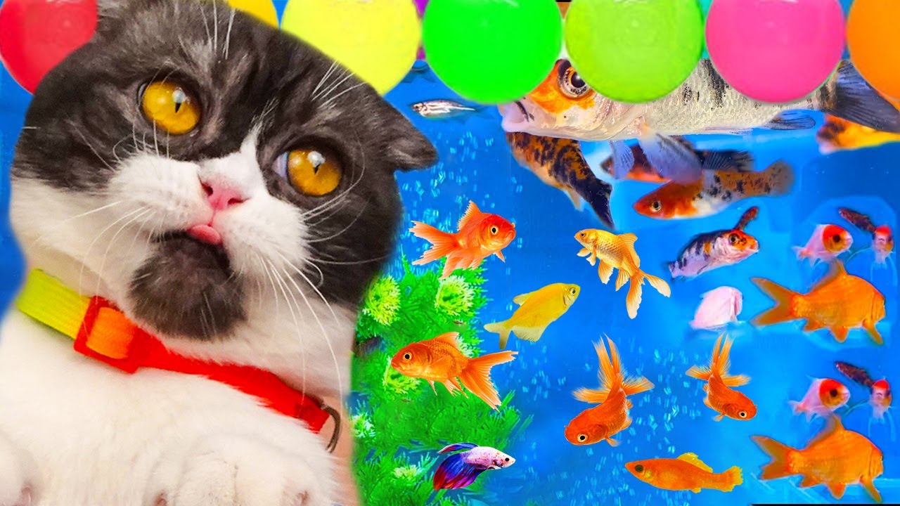 Colorful surprise aquarium, goldfish, guppies, colorful balls!-relaxing ...
