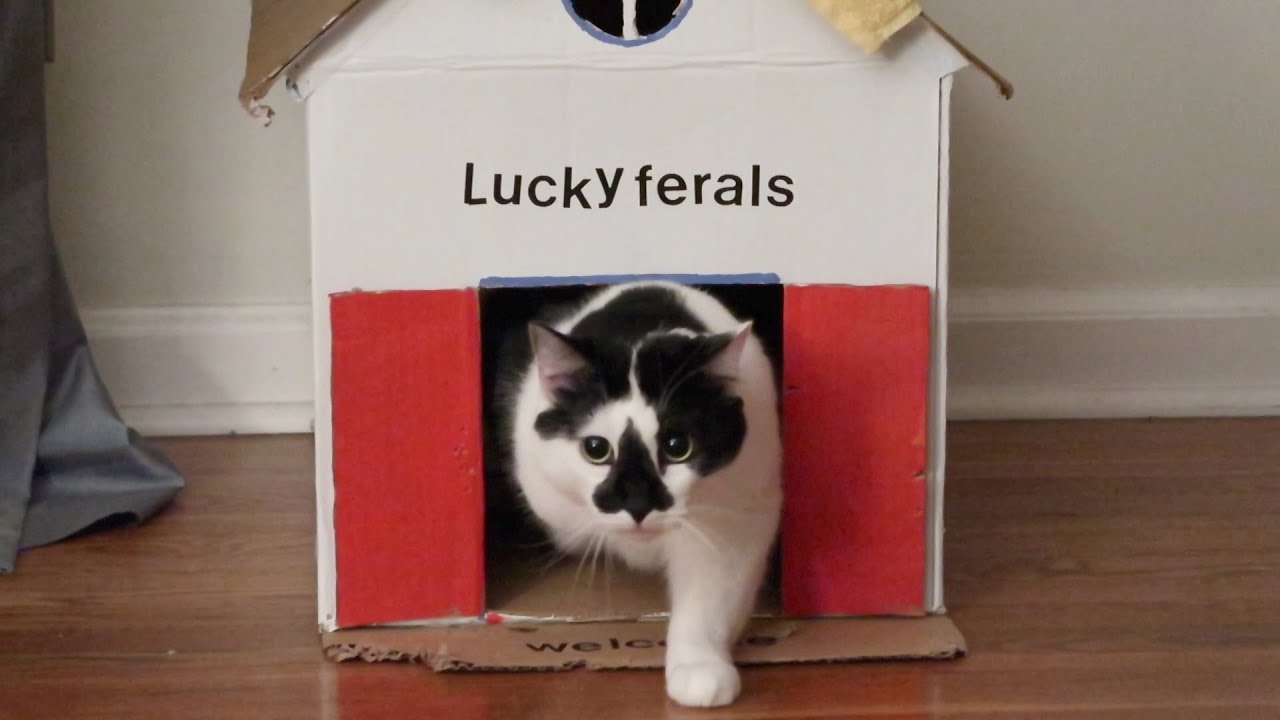 Boo Year 2 # 80 - Mail Time, Mini Boo, Cats And The Christmas Tree ...