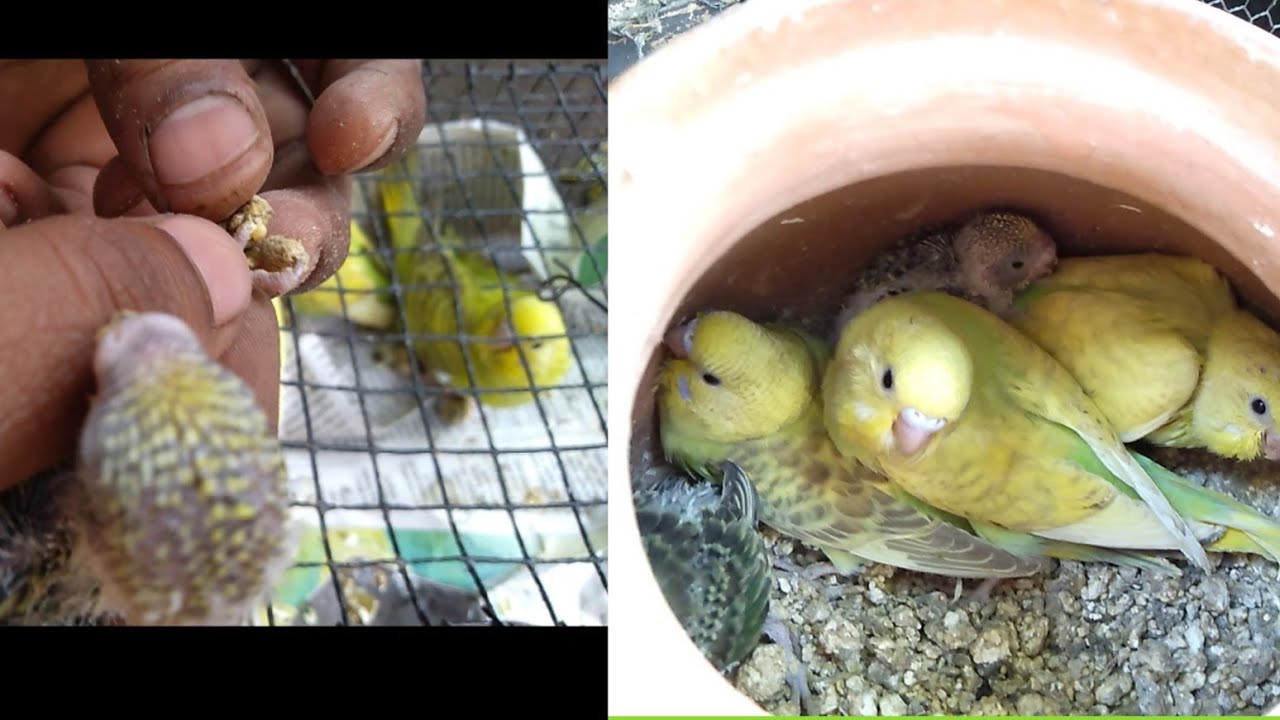 How to clean Budgie baby bird( cheeks)Loving pets Empire, - YouTube