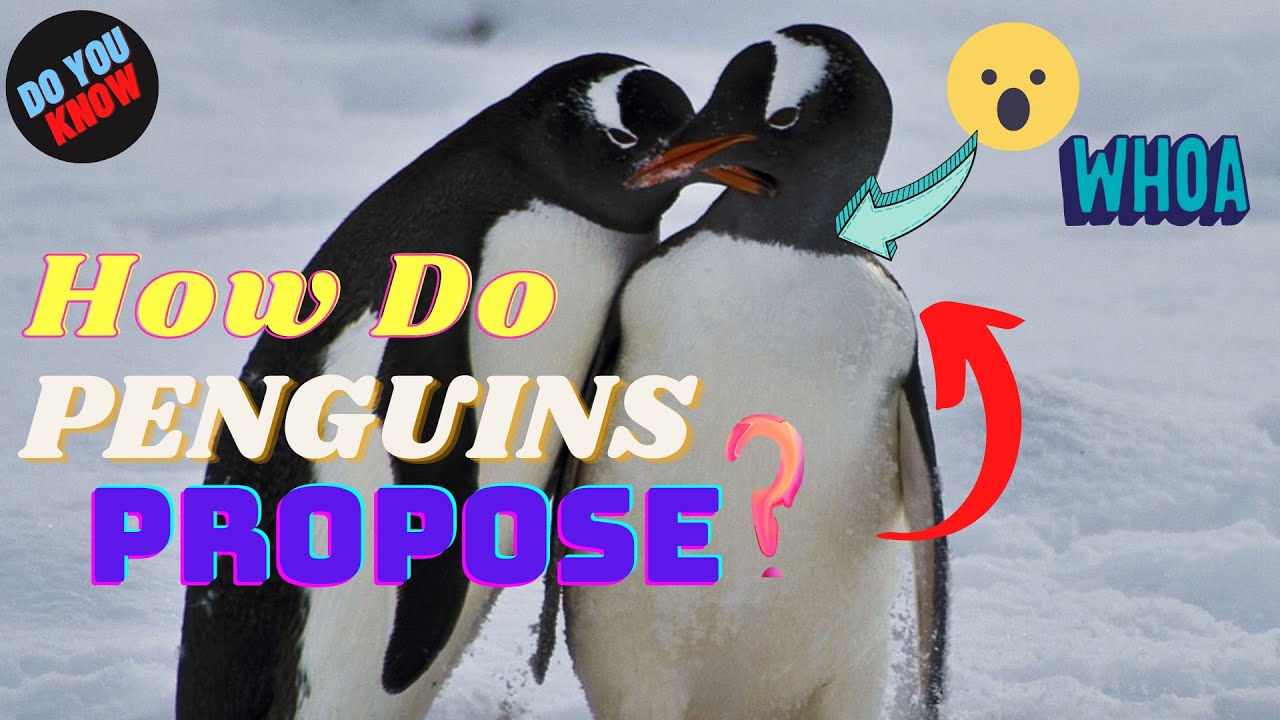 How do Penguins propose to each other | How do Penguins choose their ...