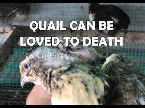 I Was KILLING my Quails with Love - YouTube