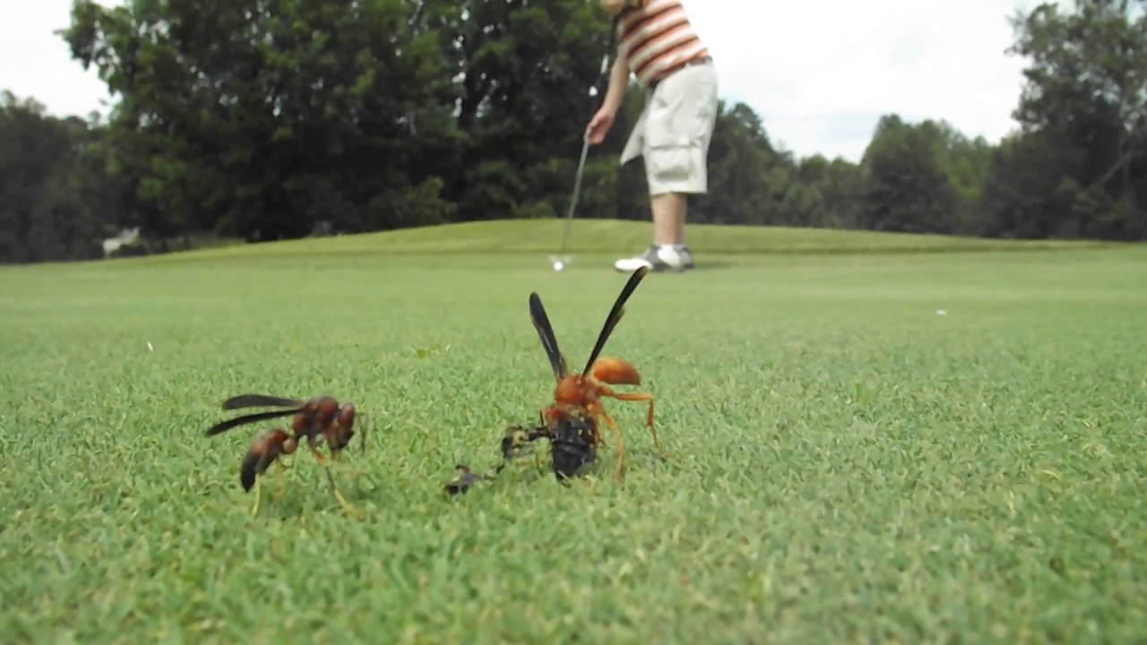 Wasps eating a bug at the golf course - YouTube