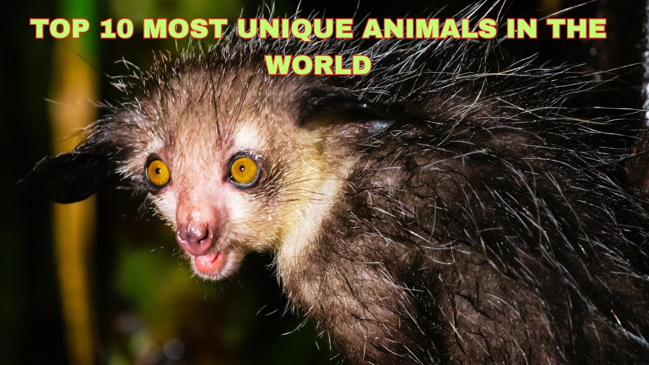 TOP 10 MOST UNIQUE ANIMALS IN THE WORLD #animalworld #wildanimals - YouTube