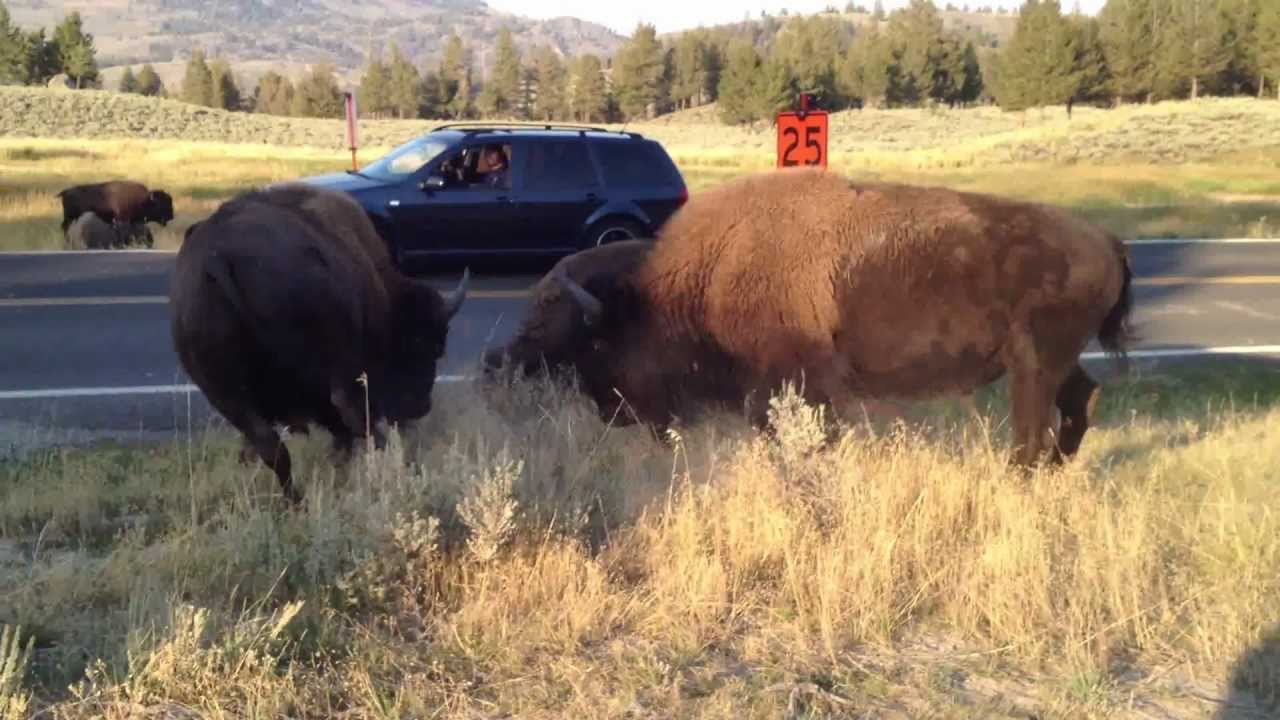 Buffalo Butting Heads - YouTube