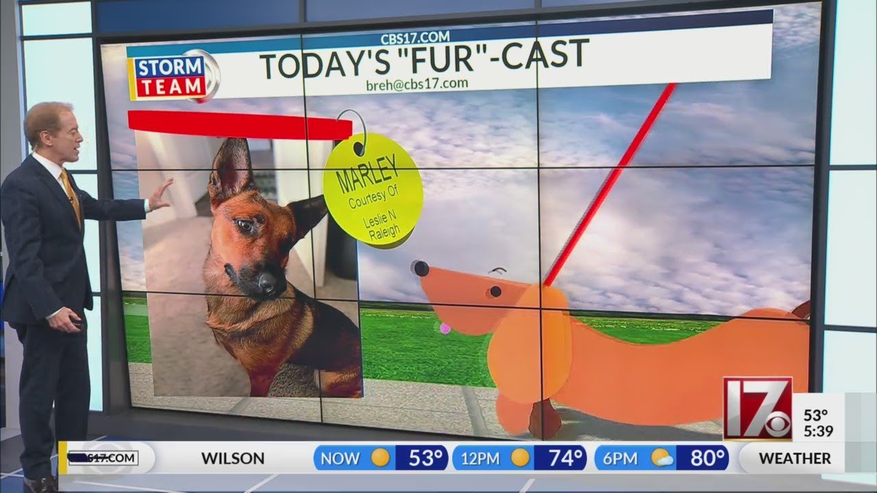 Today's 'Furcast' for April 8, 2021 - YouTube